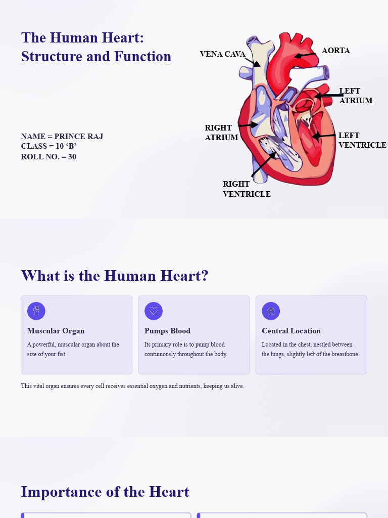 Human Heart: Structure & Function Explained | PDF | Heart | Circulatory ...