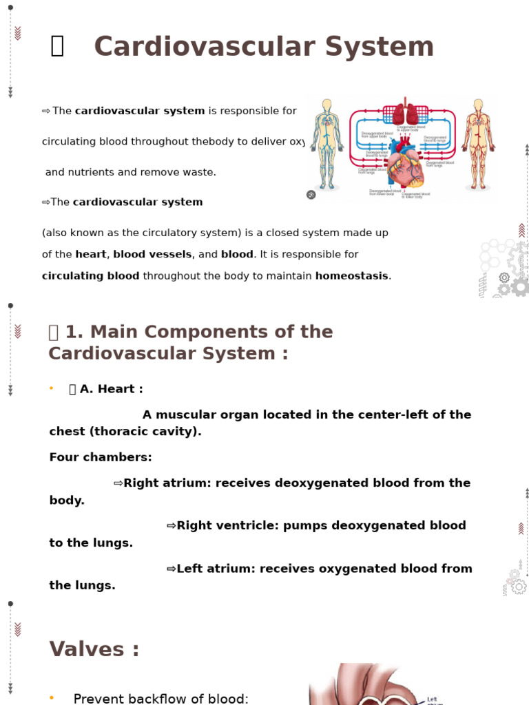 Overview of the Cardiovascular System | PDF | Circulatory System | Heart