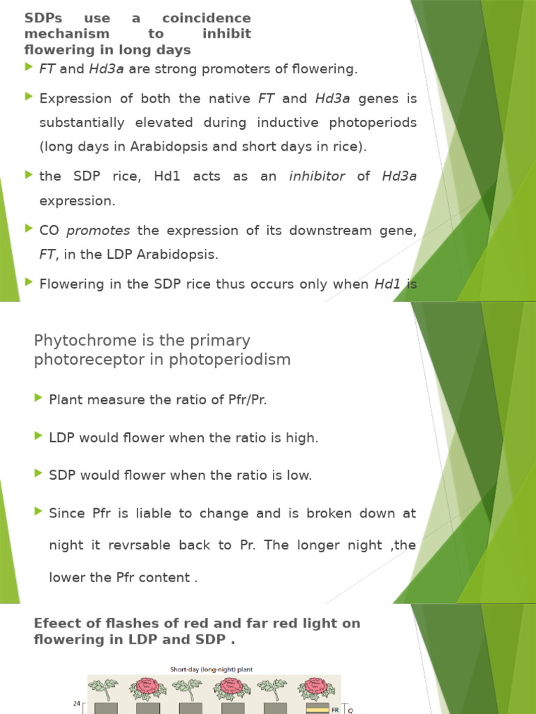 SDPs Use A Coincidence Mechanism To Inhibit Flowering in Long Days ...