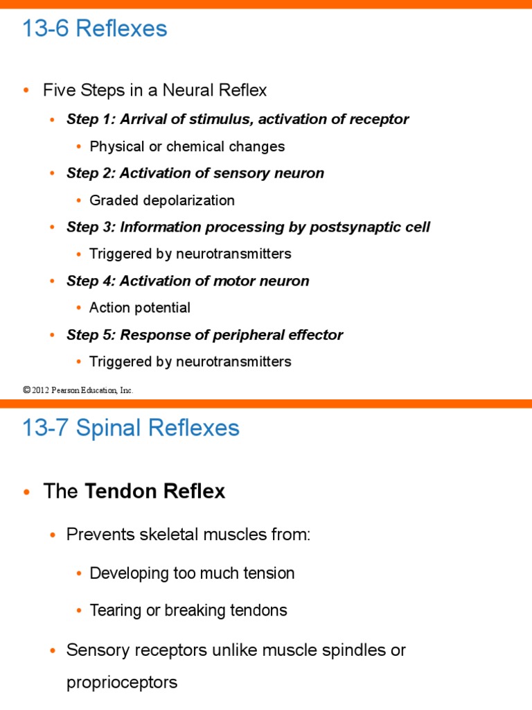 Spinal Reflexes Supplement-1 | PDF | Career & Growth | Self-Improvement