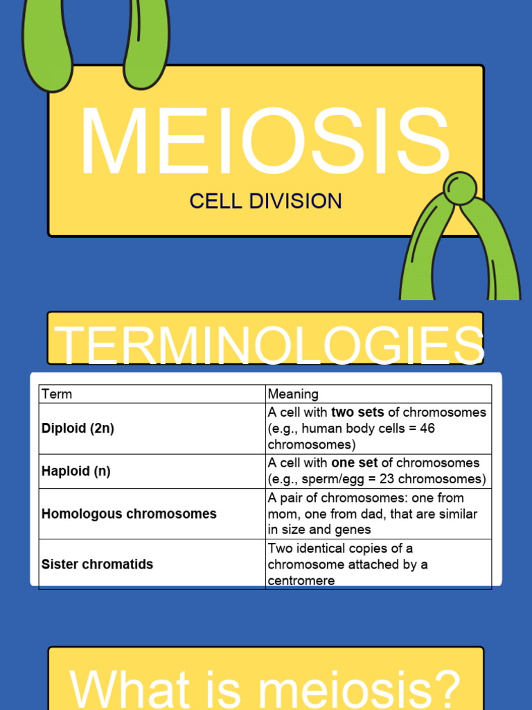 Meiosis Science Presentation in Blue Yellow Flat Graphic Style | PDF ...