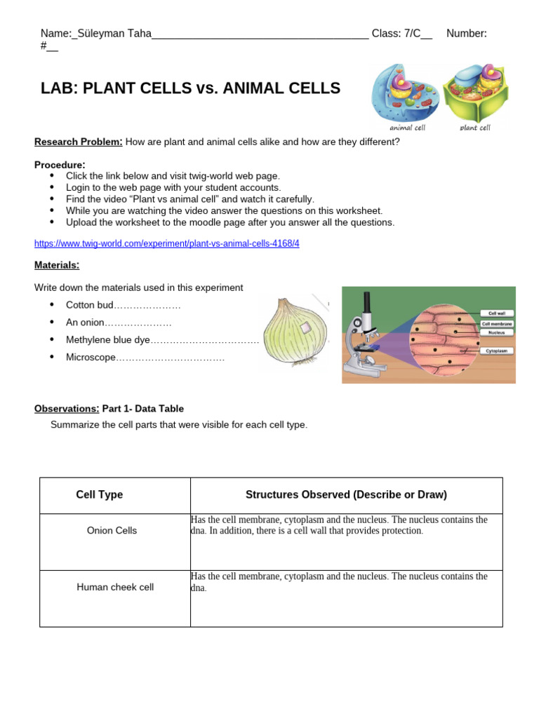 Lab Plant Vs Animal Cells | PDF | Cell (Biology) | Organelle