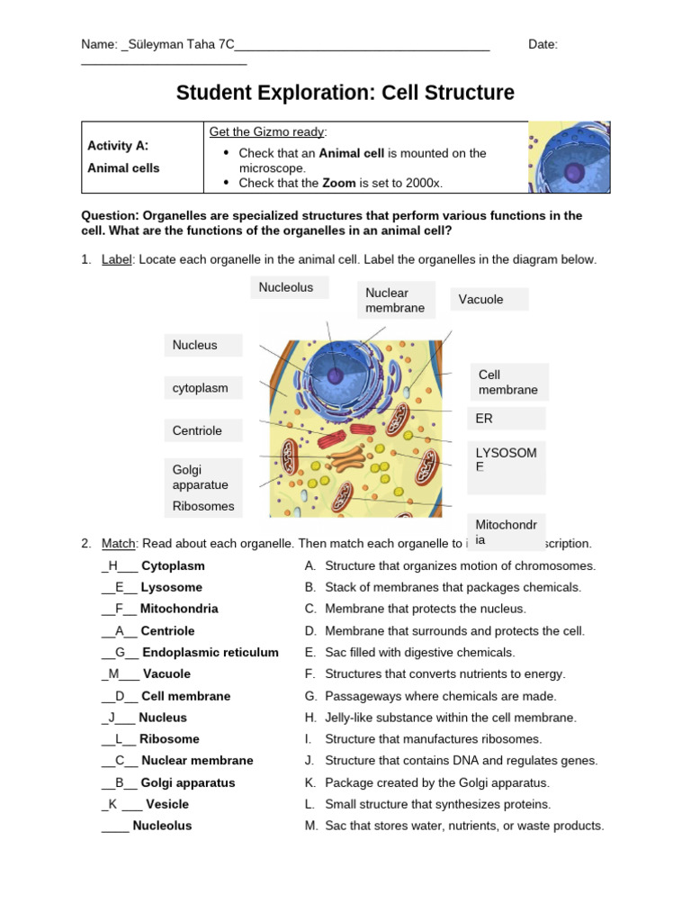 CellStructureSE Gizmos | PDF | Cell (Biology) | Organelle