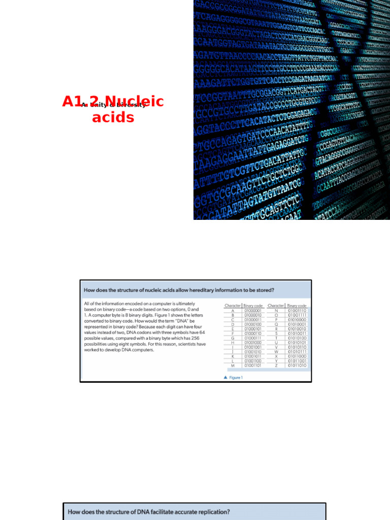 U&D Nucleic Acids | PDF