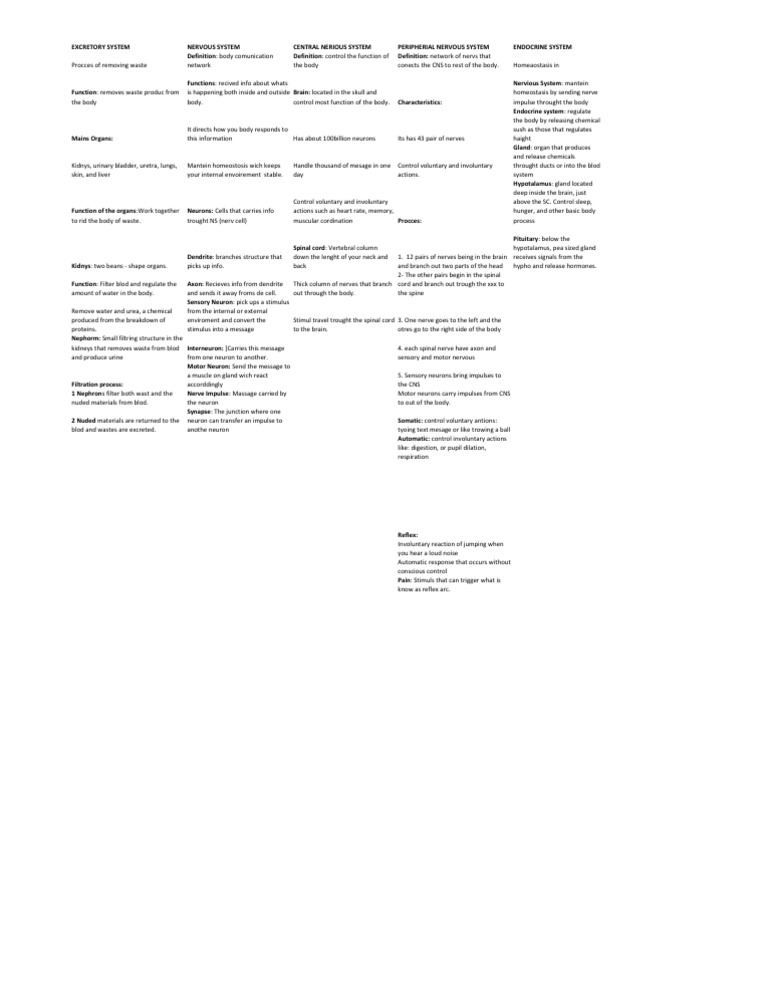 Nervous System Chart 7GR | PDF | Nervous System | Neuron
