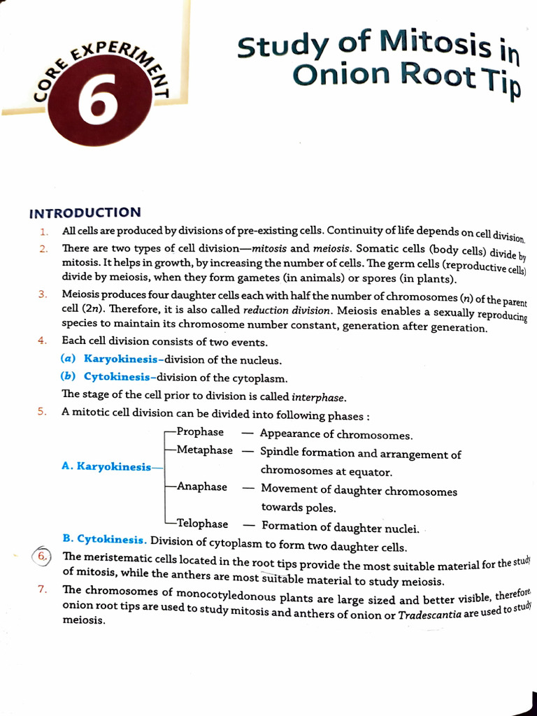 Mitosis Study in Onion Root Tips | PDF | Mitosis | Meiosis