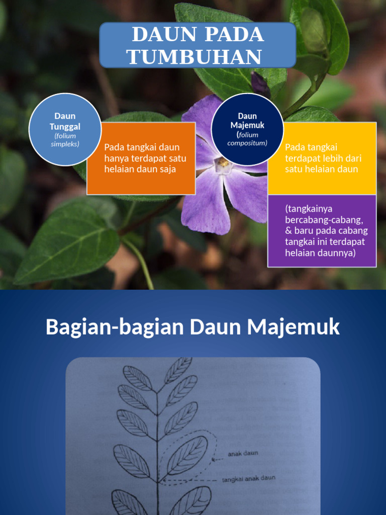 Daun Tunggal & Daun Majemuk | PDF