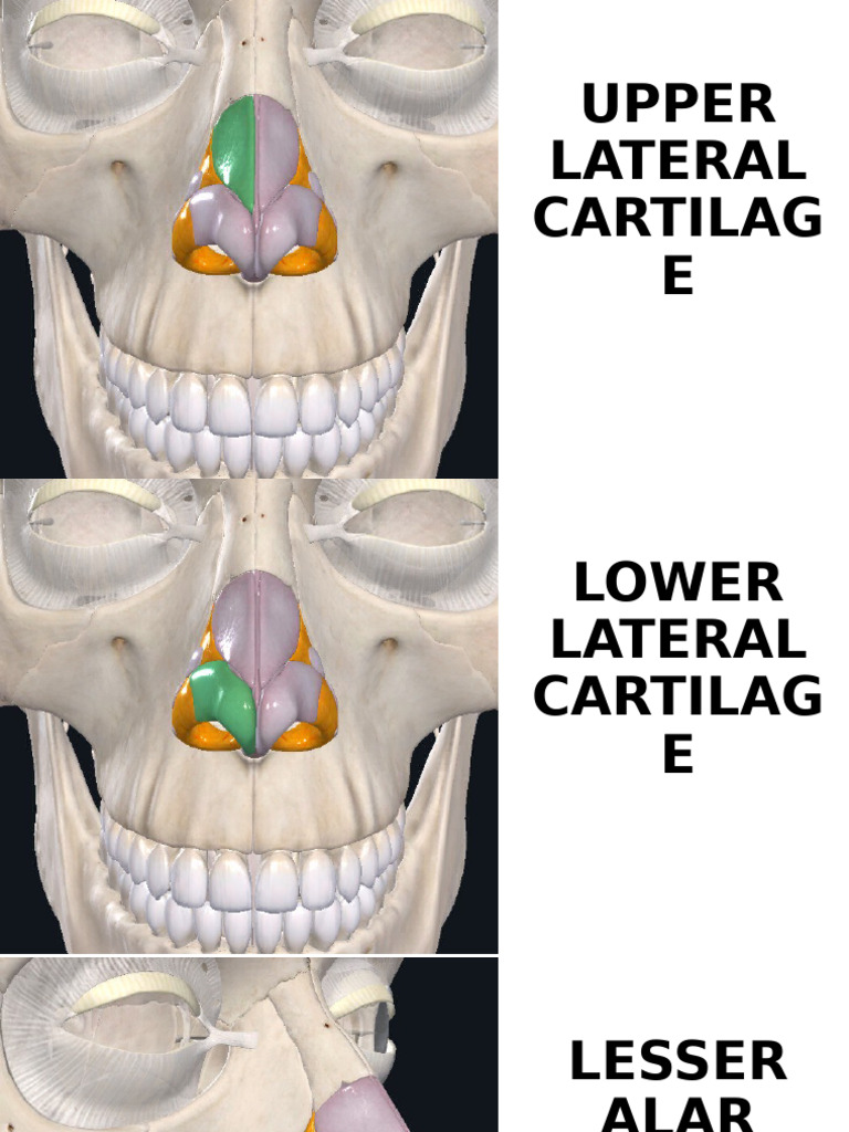 Anatomy of Nasal Conchae and Muscles | PDF