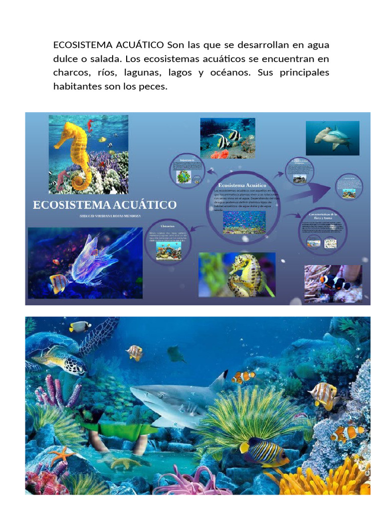 Ecosistemas Acuáticos: Dibujo y Hábitat | PDF