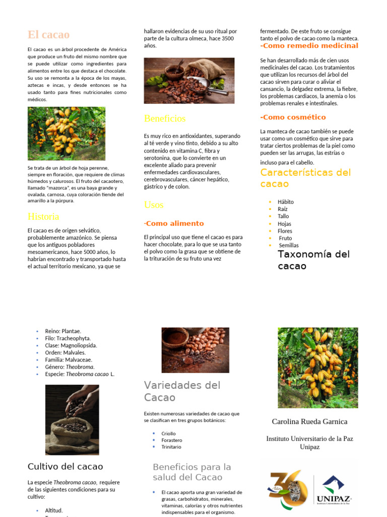 Beneficios y Usos del Cacao | PDF