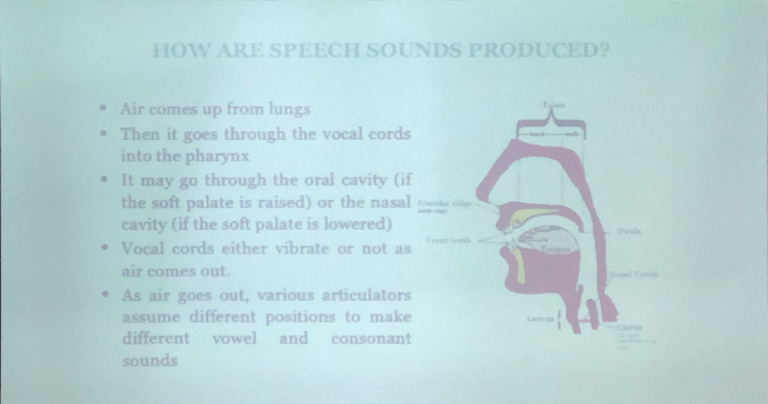 How Are Speech Sounds Produced | PDF