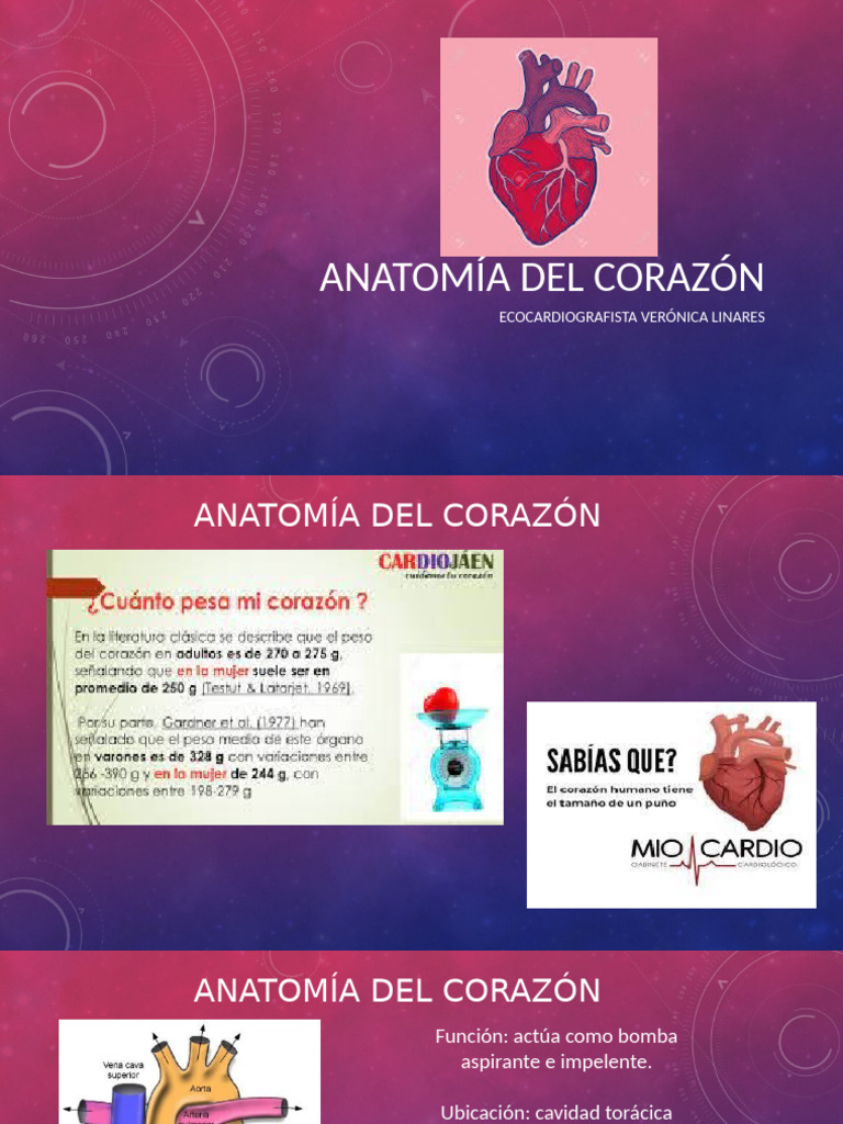 Anatomía Del Corazón y FS Y FD VI Y VD | PDF | Corazón | Ventrículo ...