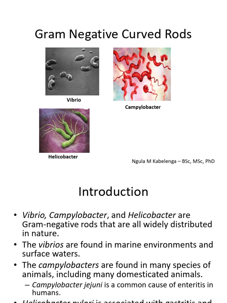 Gram-Negative Curved Rods Overview | PDF | Cholera | Immunology