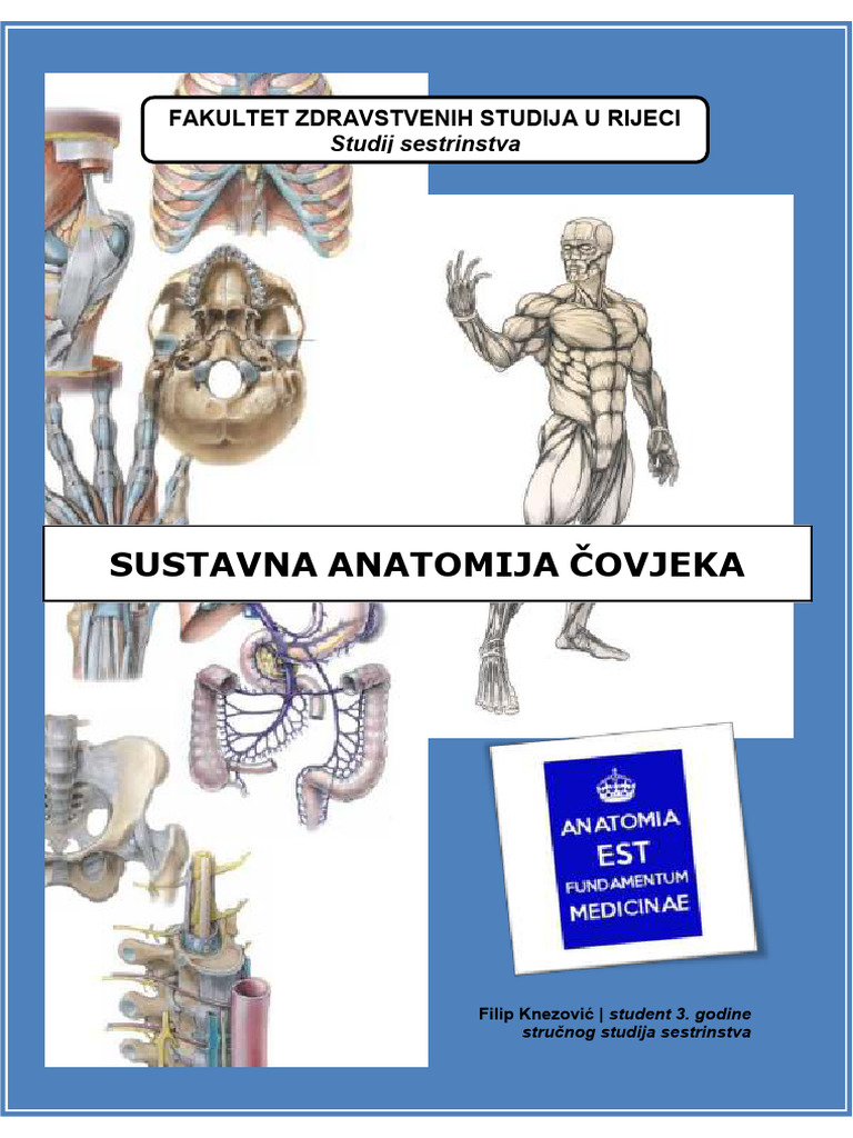 Sustavna Anatomija Covjeka-Skripta | PDF