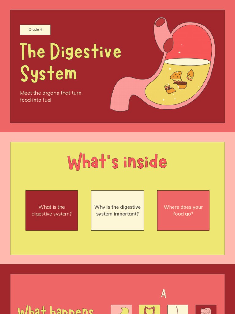Digestive System Overview for Grade 4 | PDF | Digestion | Human ...