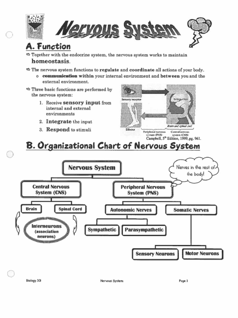 Nervous System Notes | PDF