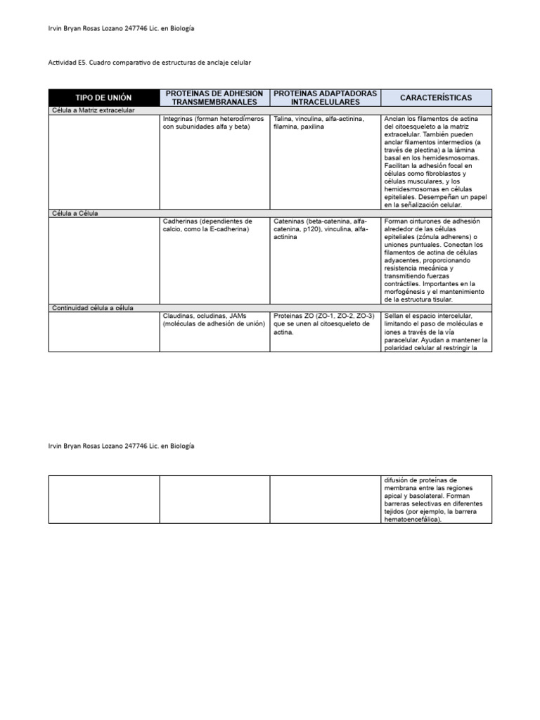 Anclaje Celular Irvin Rosas 247746 | PDF | Adhesión celular | Proteínas