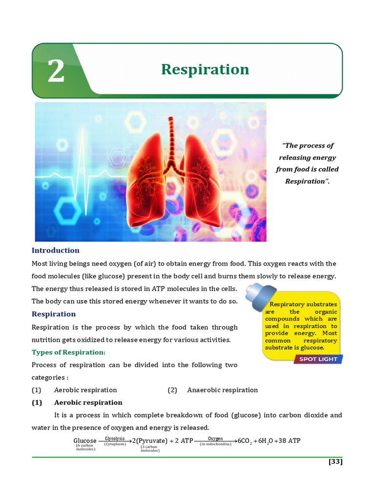 Biology - Respiration | PDF | Cellular Respiration | Respiratory System