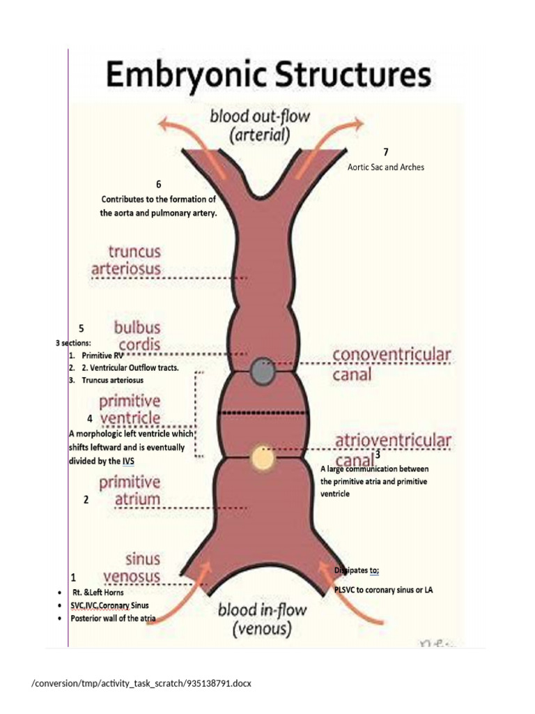 Sections of The Primitive Heart Tube | PDF