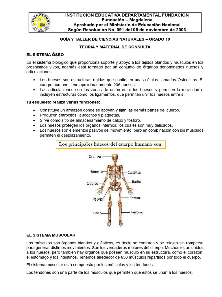 Biologia Taller Sistema Oseo-Muscular - 10mo | PDF | Músculo | Hueso