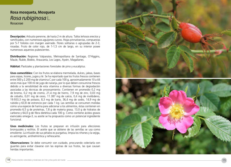 Usos de la Rosa Mosqueta en Chile | PDF