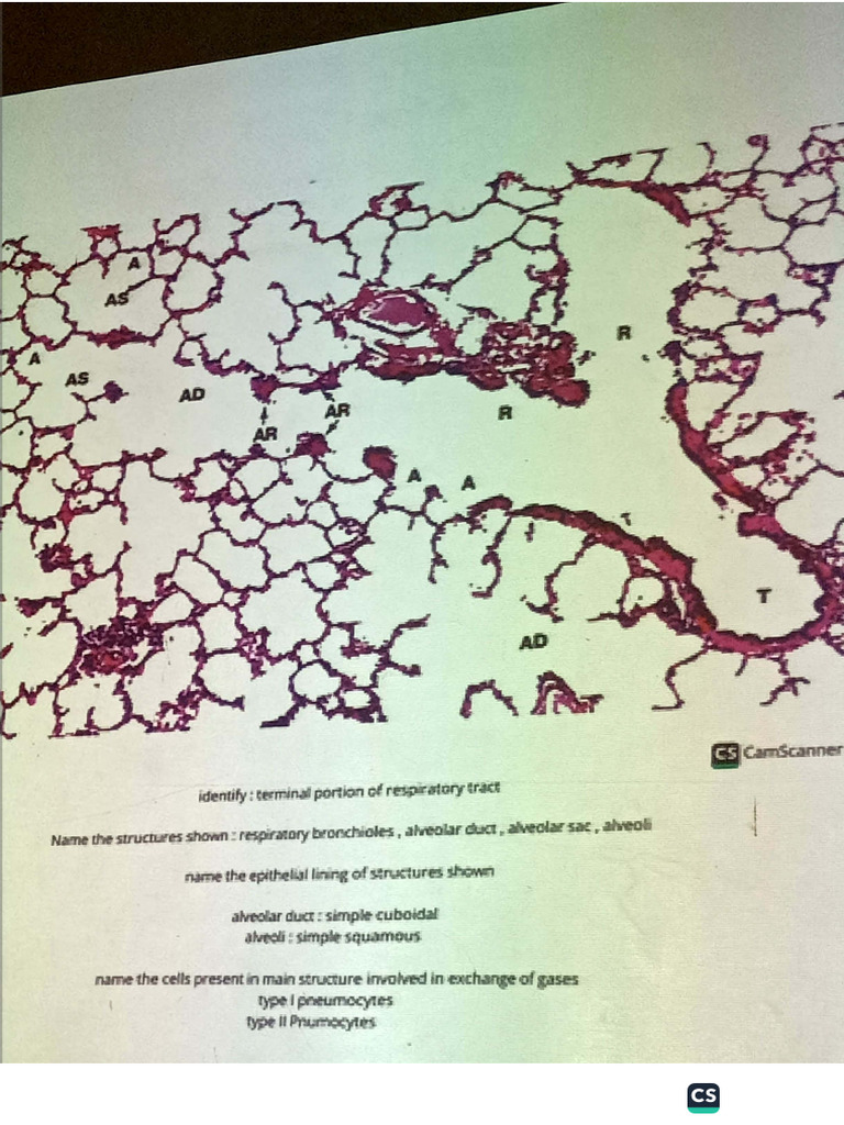 Histology Important Diagrams and Identification | PDF