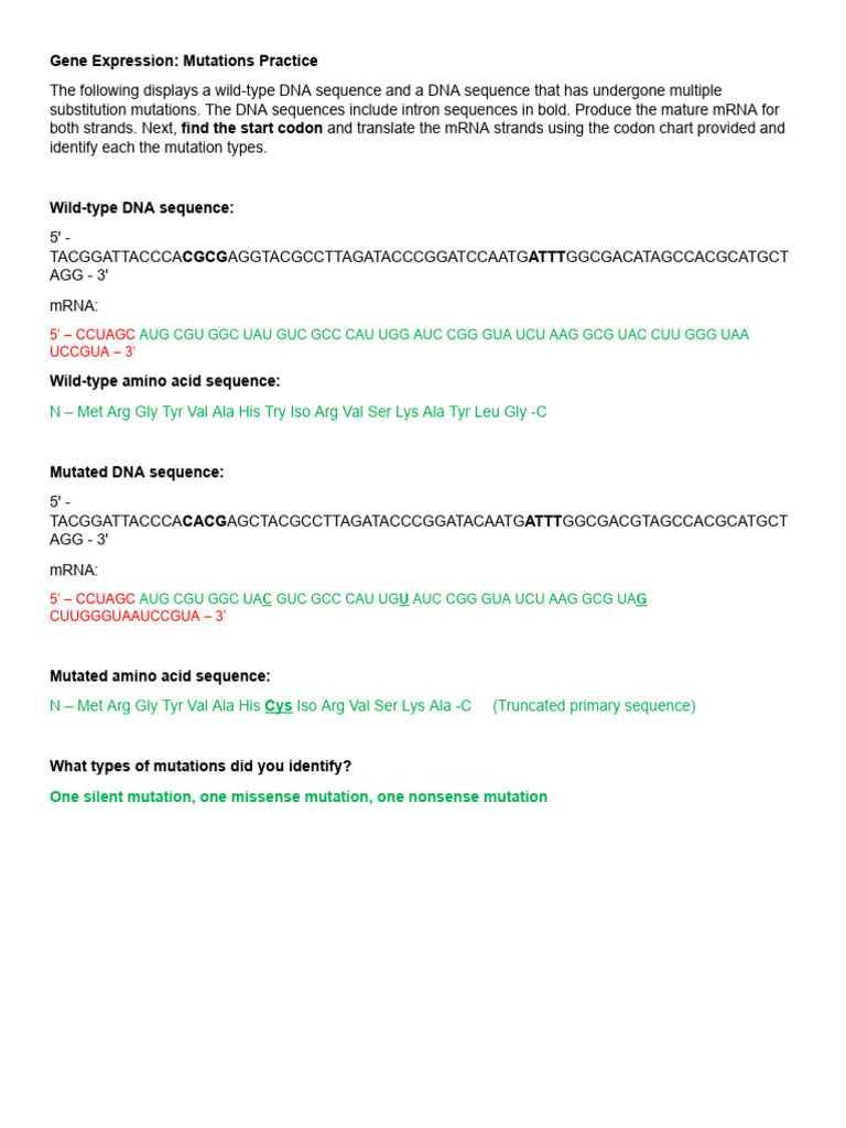 24-25 Mutations Worksheet KEY.docx | PDF | Mutation | Genetic Code