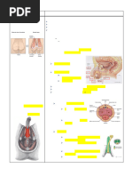 Labeled Male Reproductive System Diagram | PDF | Science & Mathematics