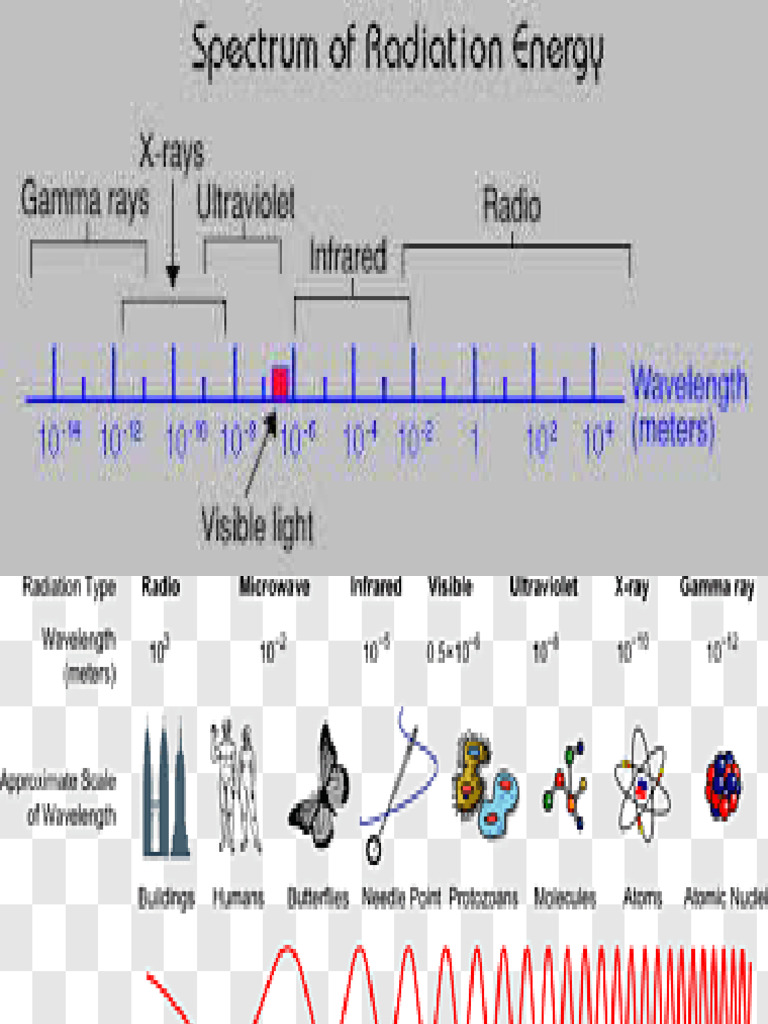 1 X Ray | PDF