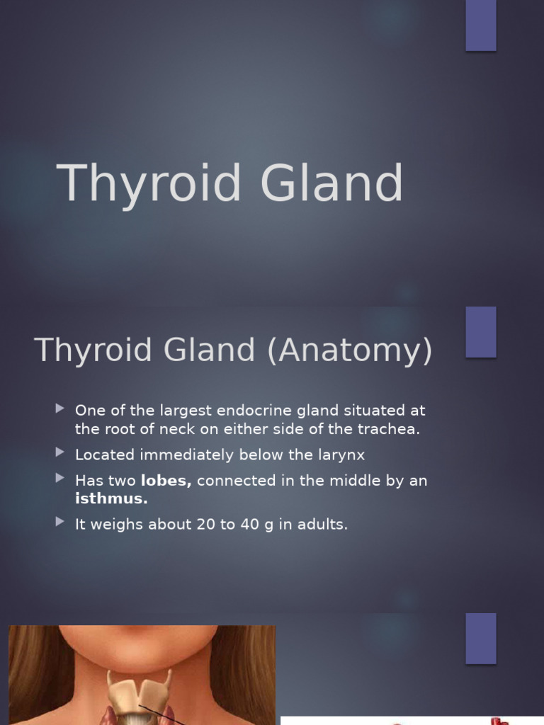 Thyroid Gland (Anatomy Functions) | PDF | Thyroid | Adipose Tissue