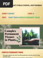 Xylem and Phloem Tissue Overview | PDF | Tissue (Biology) | Anatomy