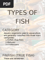 Alimasag and Alimango: Crab Comparisons | PDF | Bivalvia | Mollusca