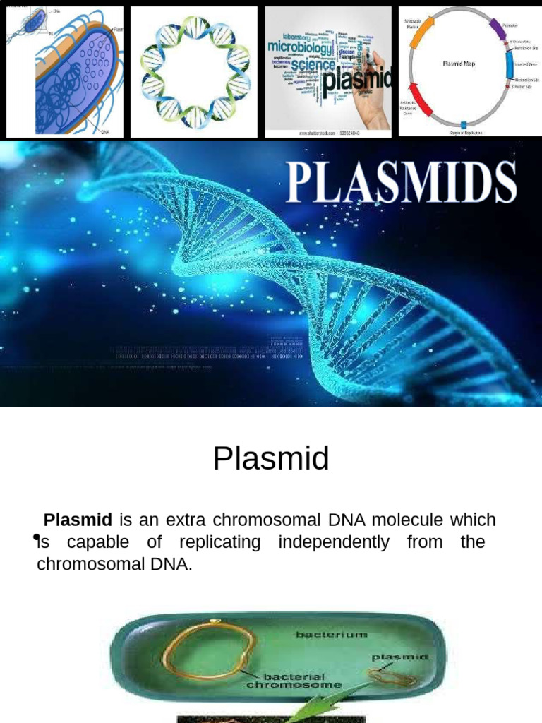 Understanding Plasmids: Types and Functions | PDF | Plasmid | Bacteria
