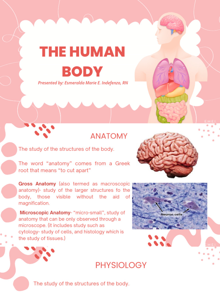 Human Organism 1 2 Lab | PDF | Peritoneum | Anatomy