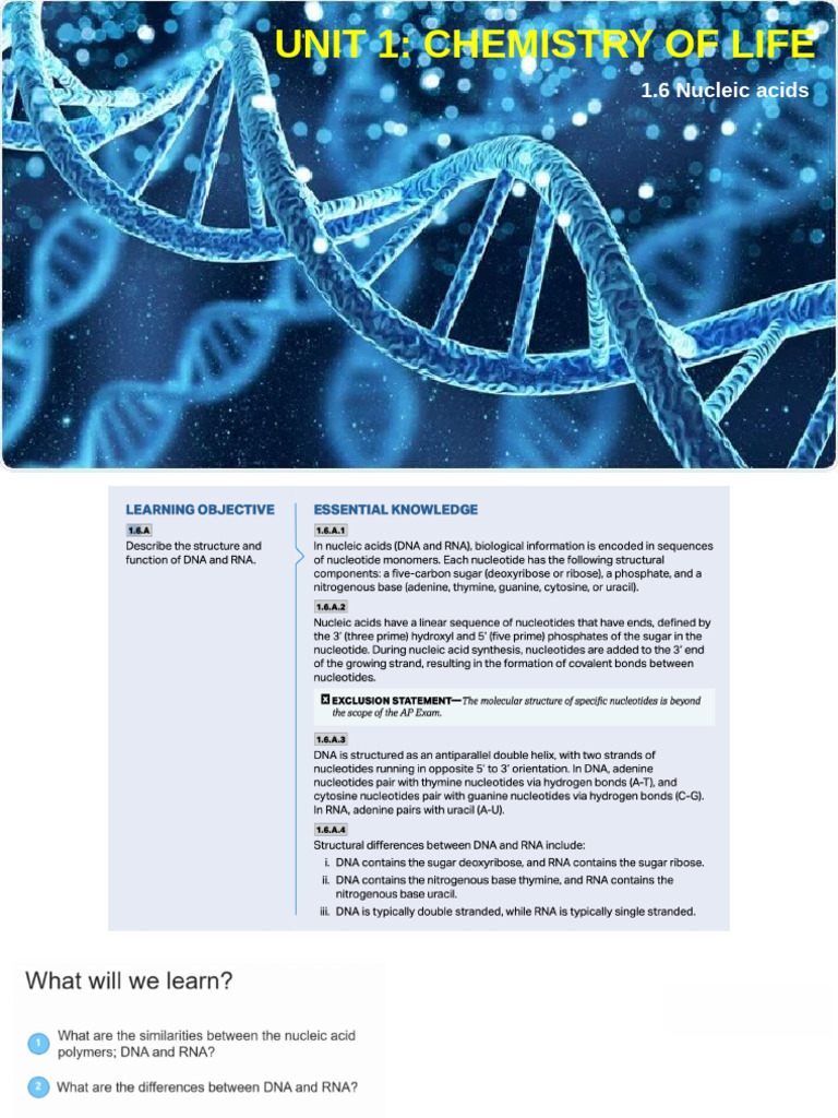 1.6 Nucleic Acids (2025 - 2026) | PDF | Nucleic Acids | Nucleotides