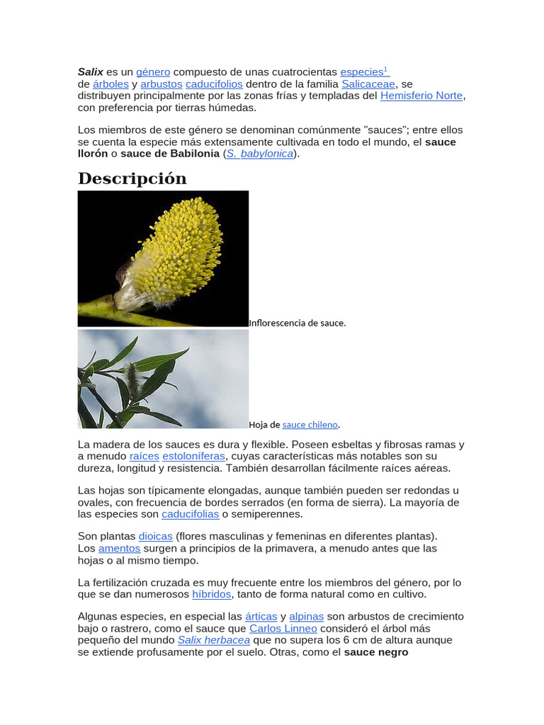 Descripción del Sauce y sus Usos | PDF | Sauce | Arboles