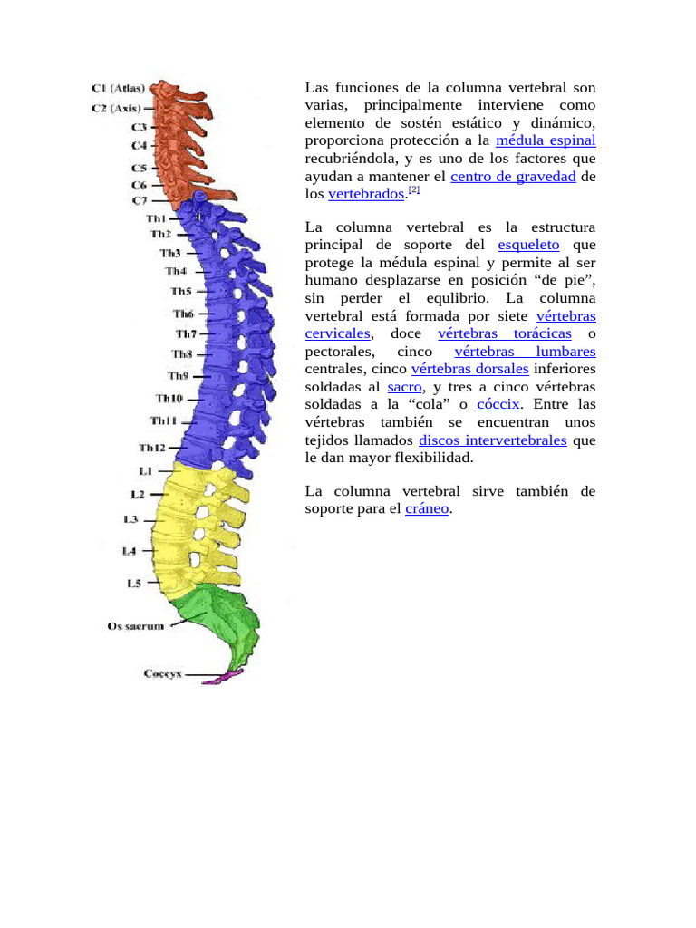 Funciones de la columna vertebral | PDF