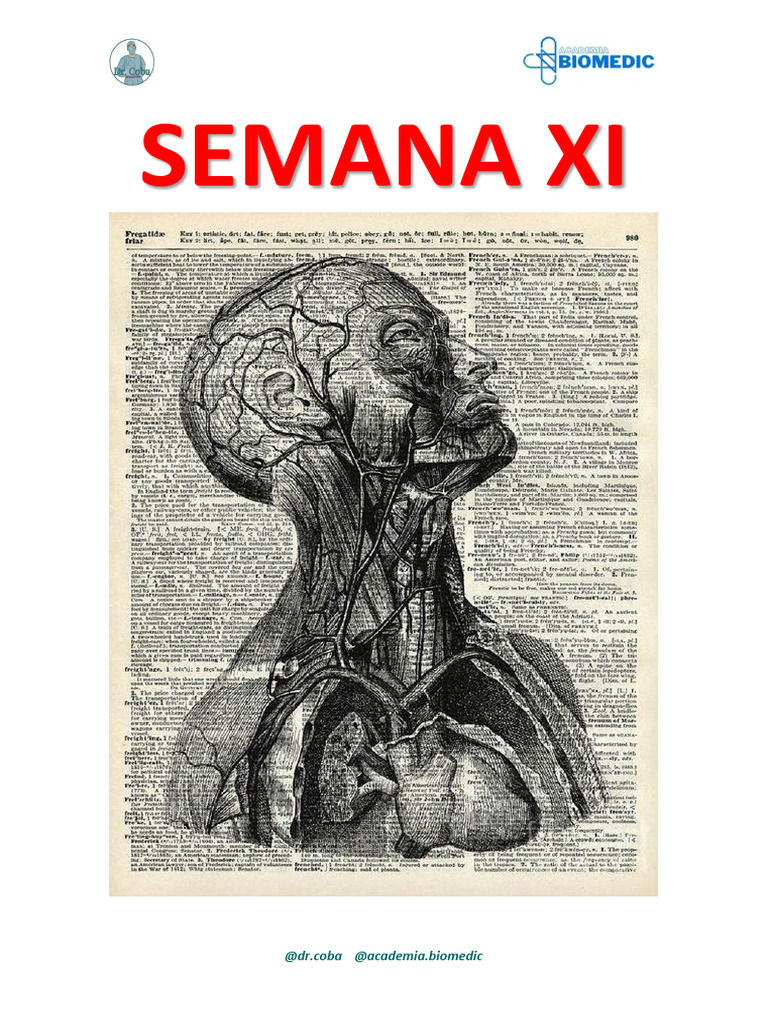 Manual de Anatomia - Coba - Cara - Biomedic | PDF | Nariz humana | Anatomía humana