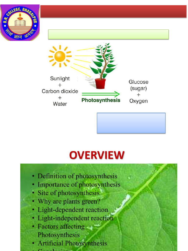 New - PPT - PHOTOSYNTHESIS GRADE 9 | PDF