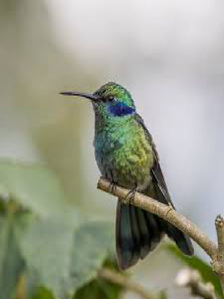 Pasarea Colibri | PDF