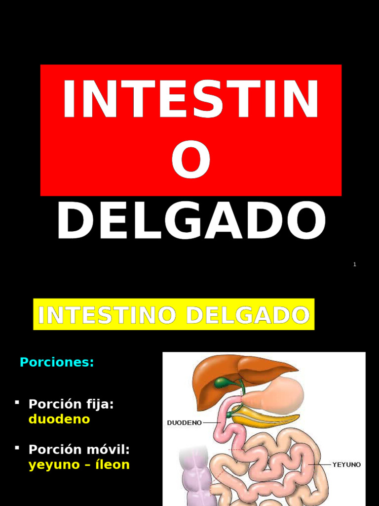 9 - Duodeno | PDF | Abdomen | Páncreas