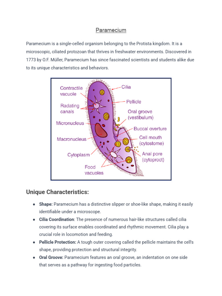 Paramecium: Characteristics and Ecology | PDF | Vacuole | Ecosystem