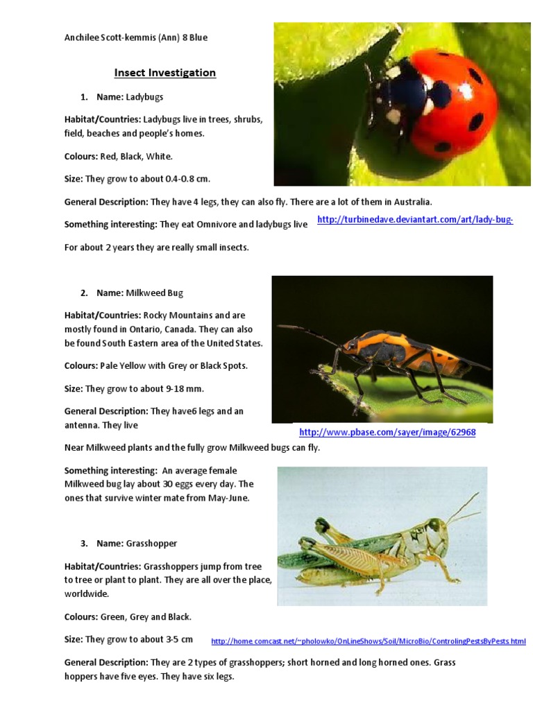 Insect Investigation | Download Free PDF | Coccinellidae | Insects