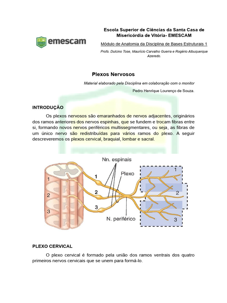 Plexos Anatomia | PDF | Sistema nervoso | Neuroanatomia
