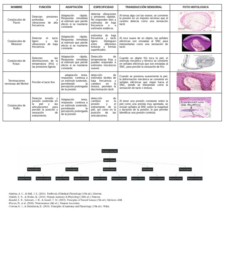 Diferenciación de Los Corpúsculos Sensoriales | PDF | Sentidos ...