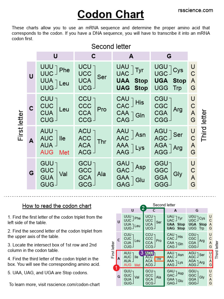 Read Codon Chart Table | PDF | Genetic Code | Natural Products