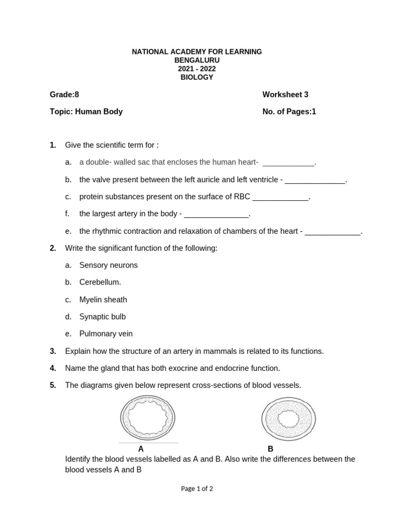 Grade 8 Biology: Human Body Worksheet | PDF