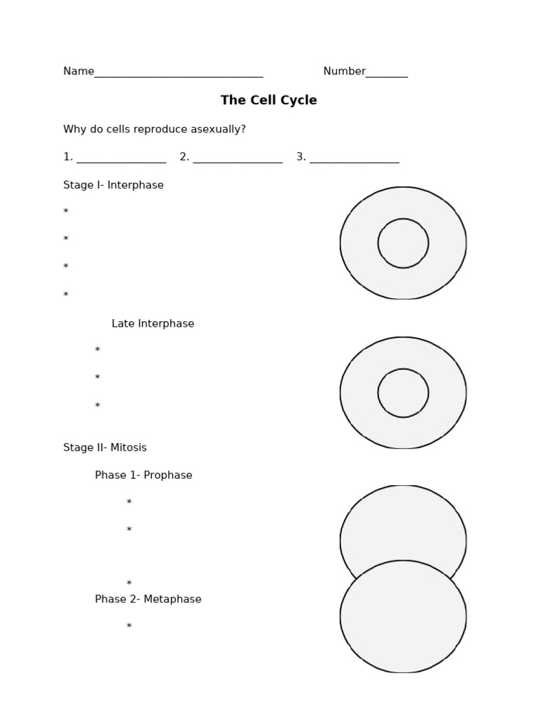 Cell Cycle Powerpoint Notes | PDF
