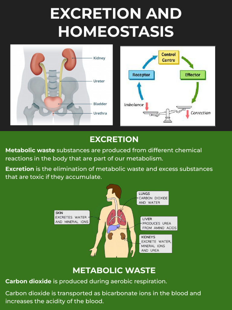 Excretion and Homeostasis Explained | PDF | Kidney
