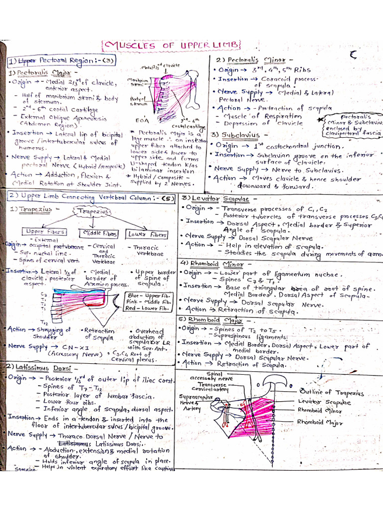 Upper Limb Muscle Origin Insertion Nerve Supply Action | PDF